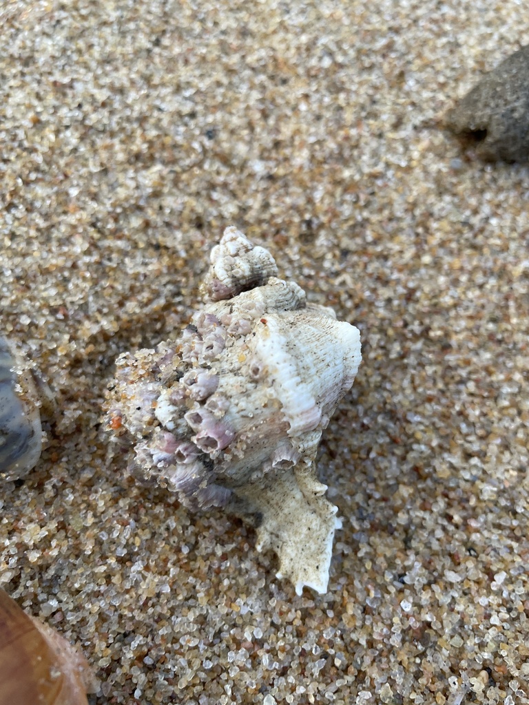 Virgin Murex from Ozhukarai Taluk, Kalapet, PY, IN on April 29, 2023 at ...