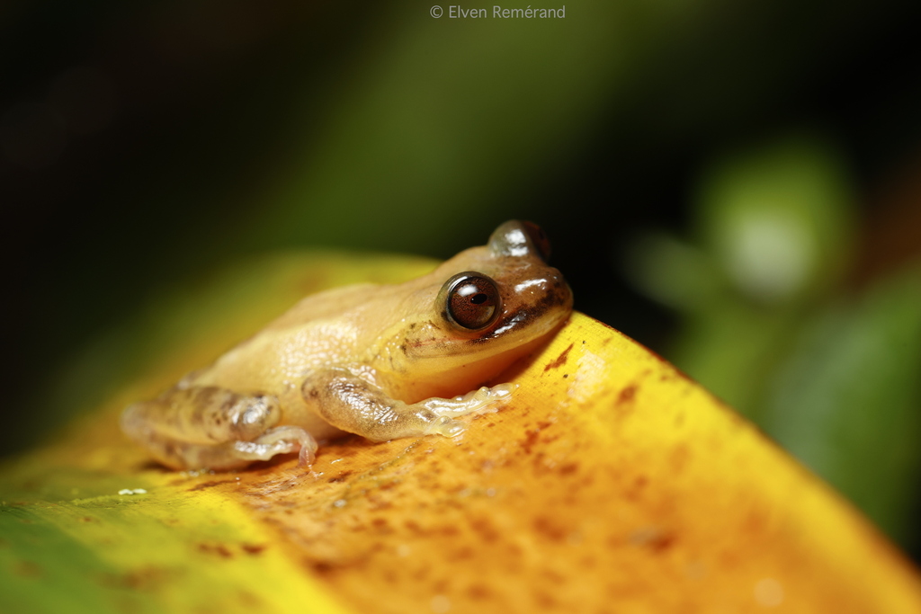 Volcan Barba Tree Frog from Boquete, Panama on April 5, 2023 at 07:51 ...