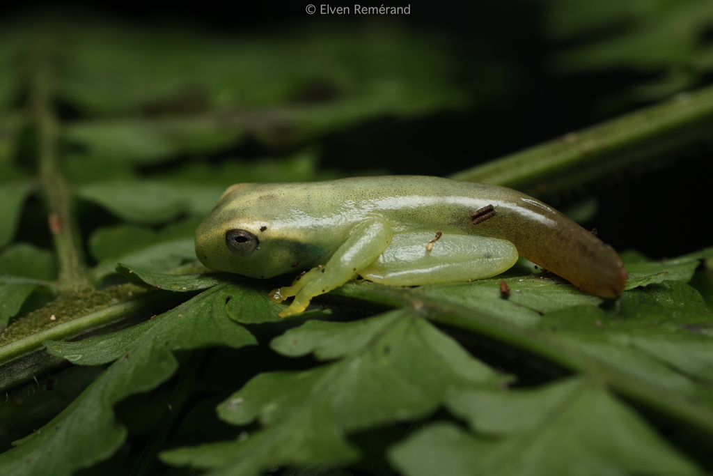 La Loma Tree Frog in April 2023 by Elven Remérand · iNaturalist