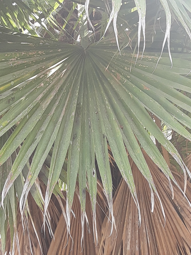 borassus palm from Mata Larga, San Francisco de Macorís 31000 ...