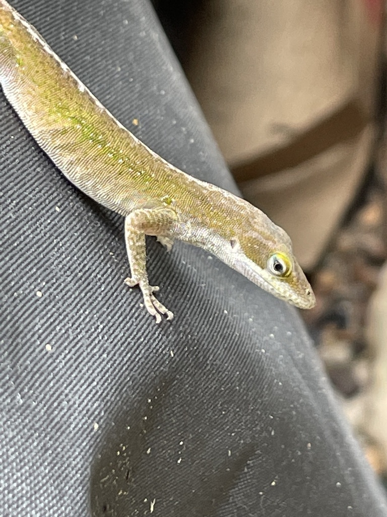 Green Anole from Castle View Rd, Mansfield, TX, US on April 28, 2023 at ...