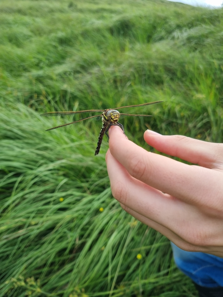 Sedge Darner from Glendowanbeg, Co. Donegal, Ireland on 26 July, 2022 ...