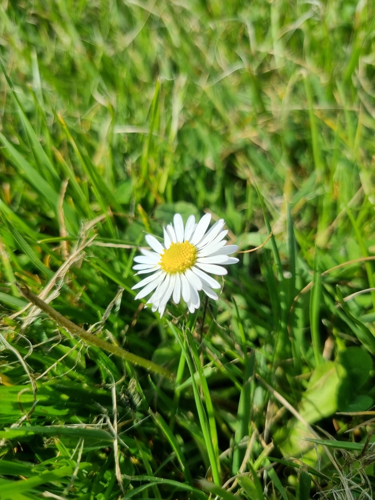 Lawn daisy from Harrow HA3, UK on April 29, 2023 at 02:59 PM by Phillip ...