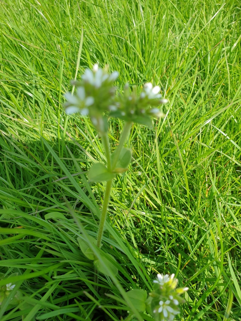 Mouse-ear Chickweeds from Harrow HA3 0PQ, UK on April 29, 2023 at 02:59 ...