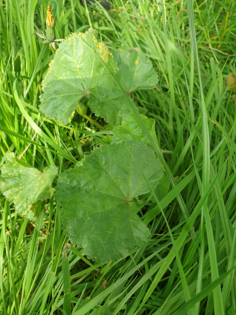 Common Mallow from Brent, England, GB on April 29, 2023 at 03:06 PM by ...