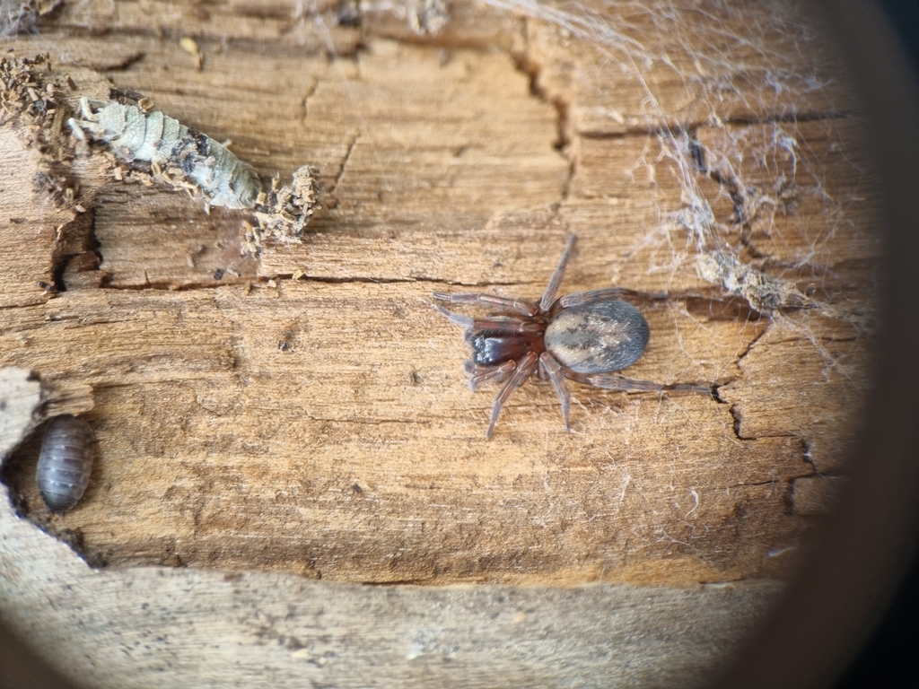 Lace-Weaver Spider from Harrow HA3, UK on 29 April, 2023 at 03:09 PM by ...