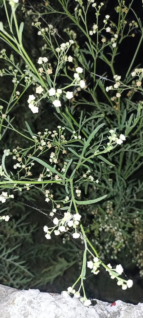 Santa Maria feverfew from Sunkhari Kalan, 262311, India on April 29 ...