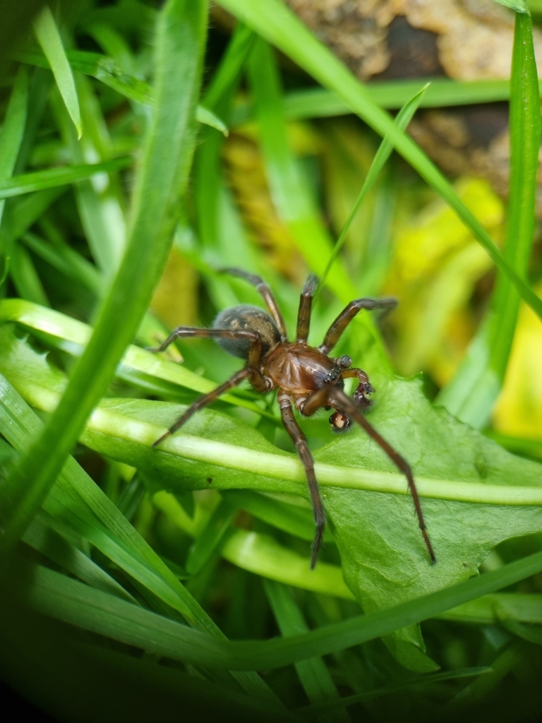 Lace web spiders from Harrow HA3, UK on 29 April, 2023 at 03:11 PM by Phillip Shwalbe ...