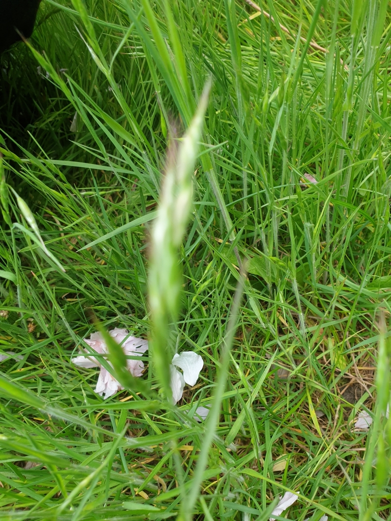 common soft brome from Harrow HA3 0PQ, UK on April 29, 2023 at 03:23 PM ...