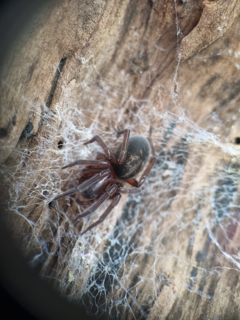 Lace web spiders from Kenton, Harrow, UK on April 29, 2023 at 03:23 PM ...