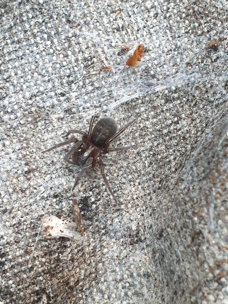 Lace web spiders from John Billam Park Woodcock Hill, Harrow HA3 0PQ ...