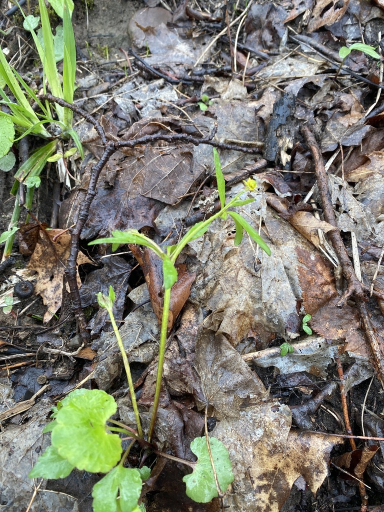 small-flowered buttercup from Hamilton, ON, CA on April 29, 2023 at 10: ...