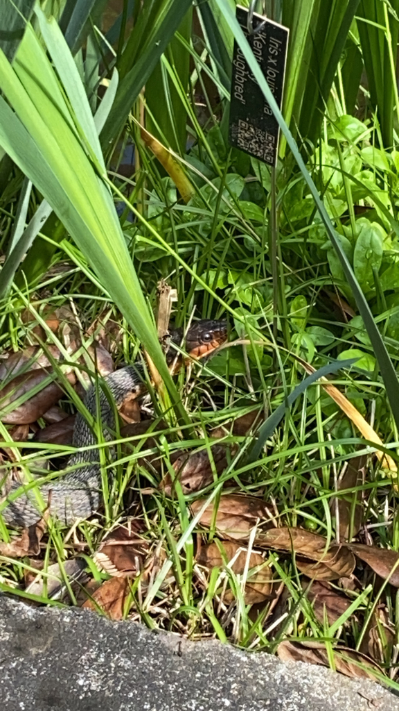 Watersnakes from Raleigh on April 29, 2023 at 11:07 AM by Amber Ellis ...