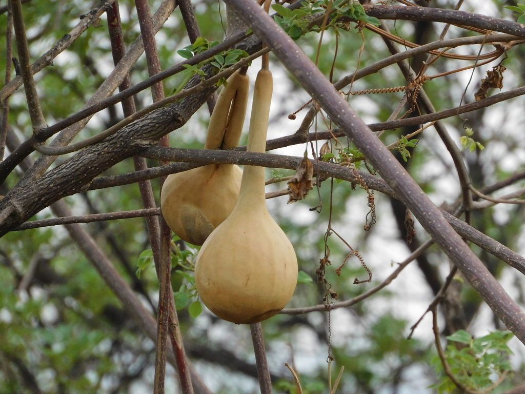 Calabash from Mokarwadi, Pune, Maharashtra, India on April 29, 2023 at ...