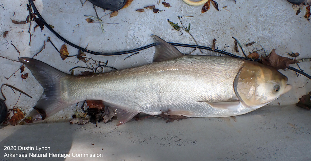 Silver Carp from Little Missouri River - upstream of Muddy Fork Rd ...