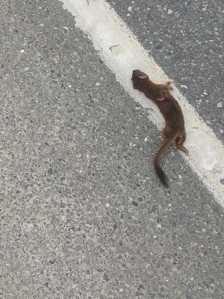 Long-tailed Weasel from Port Orchard, WA 98367, USA on April 28, 2023 ...