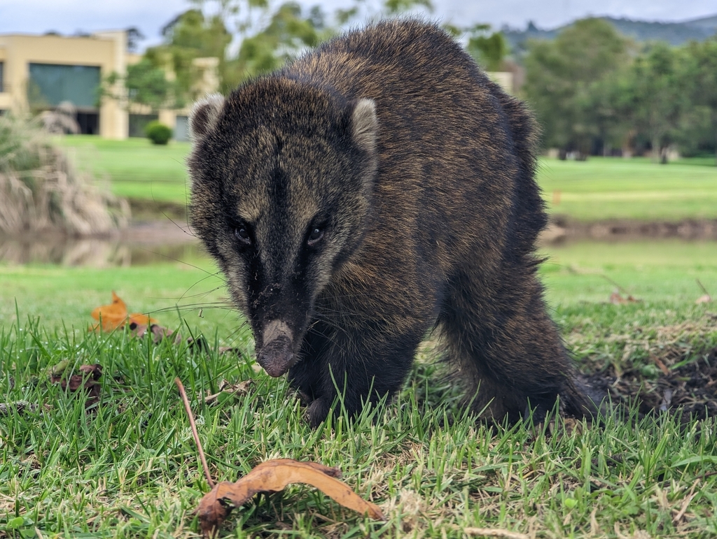 Mountain Coati in April 2023 by Alejandro Pabon · iNaturalist