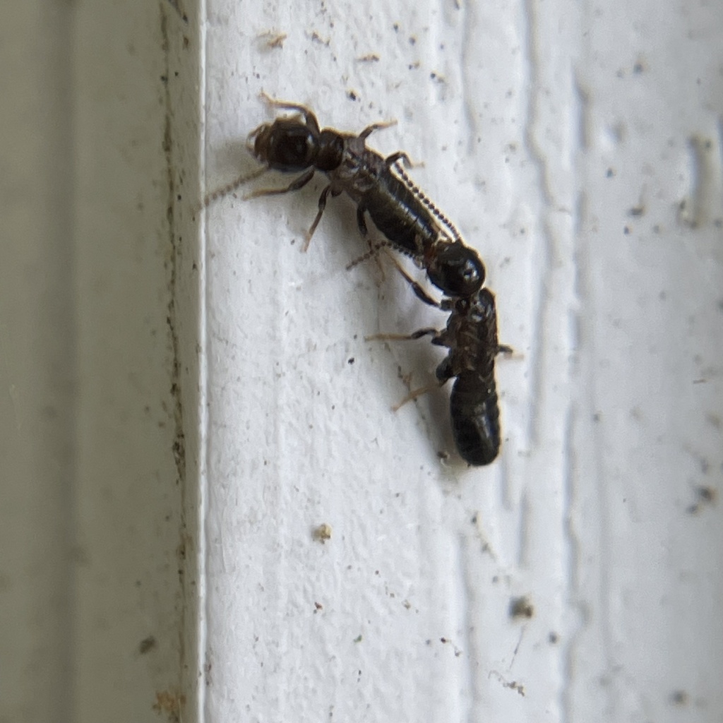 Eastern Subterranean Termite in April 2023 by Sharon Watson · iNaturalist