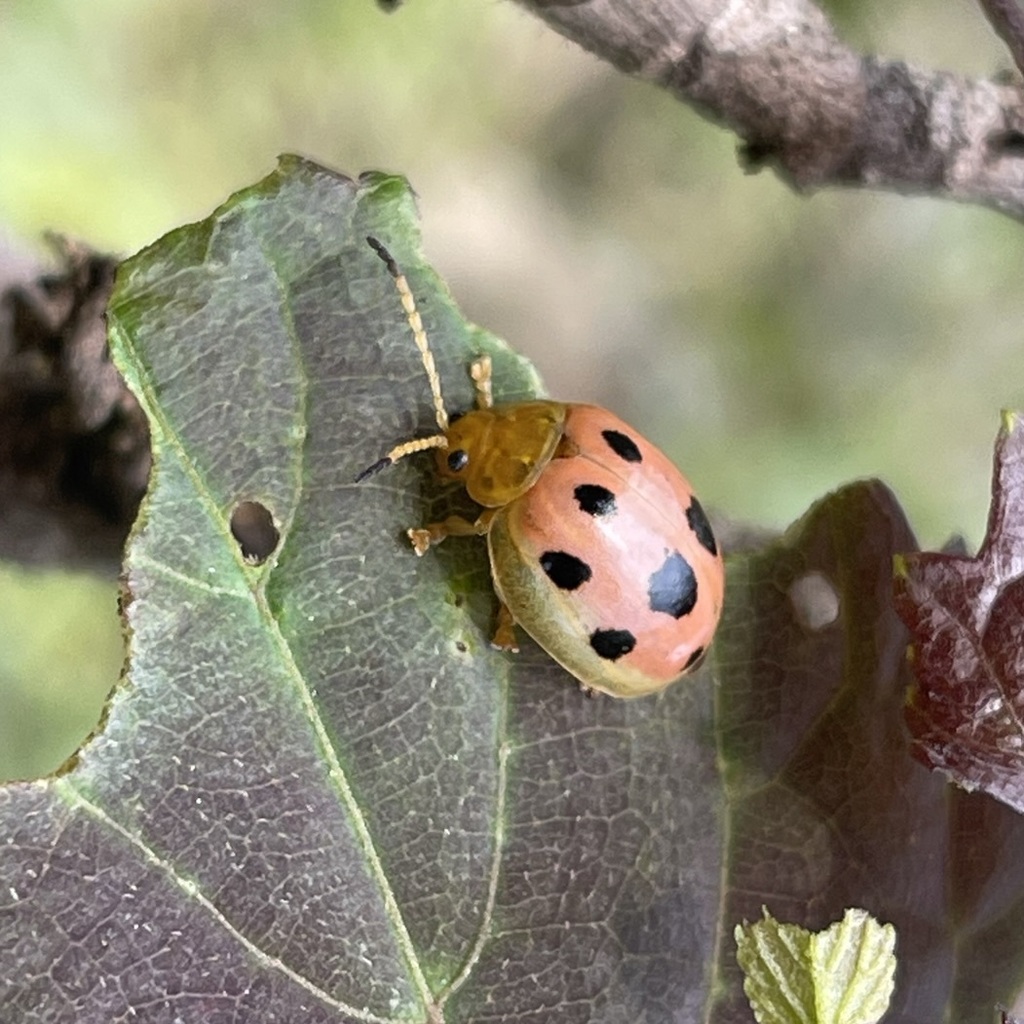 Oides decempunctata from 台灣高雄市 on April 29, 2023 at 03:34 PM by Kuanhua ...