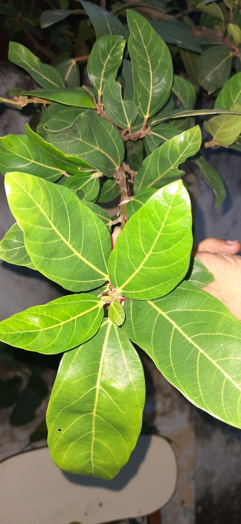 Figs from Irram Manzil Colony, Punjagutta, Hyderabad, Telangana, India ...