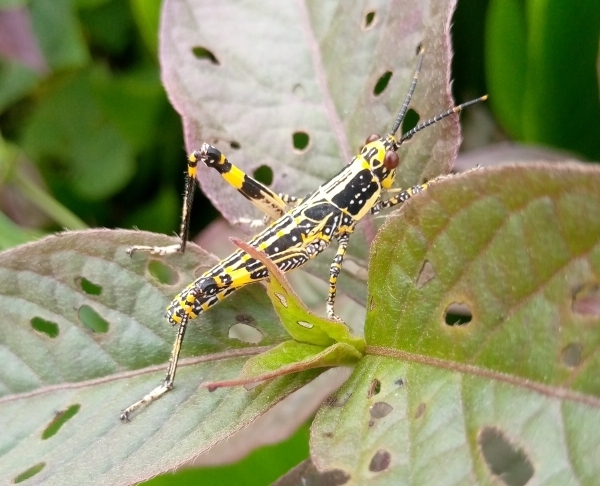Variegated grasshopper from Port Harcourt Town on April 29, 2023 at 02: ...
