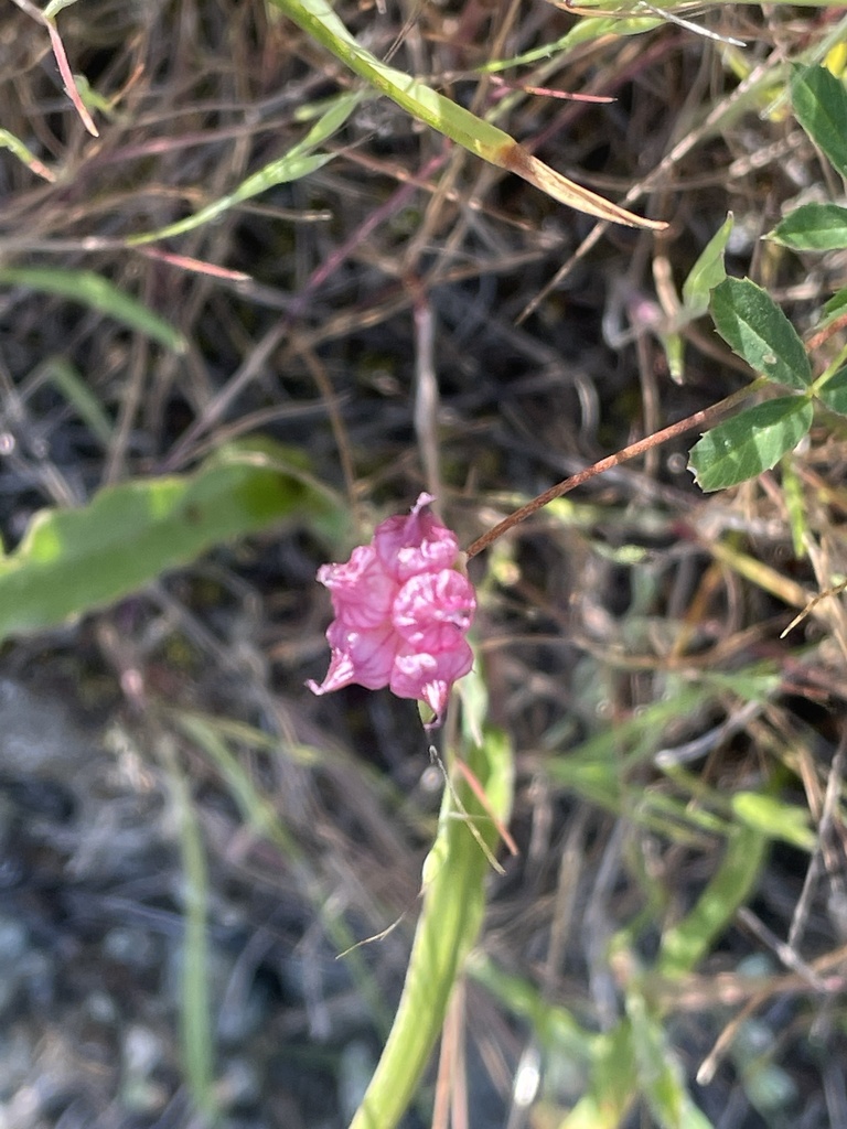 cowbag clover from Edgewood Park & Natural Preserve, Woodside, CA, US ...