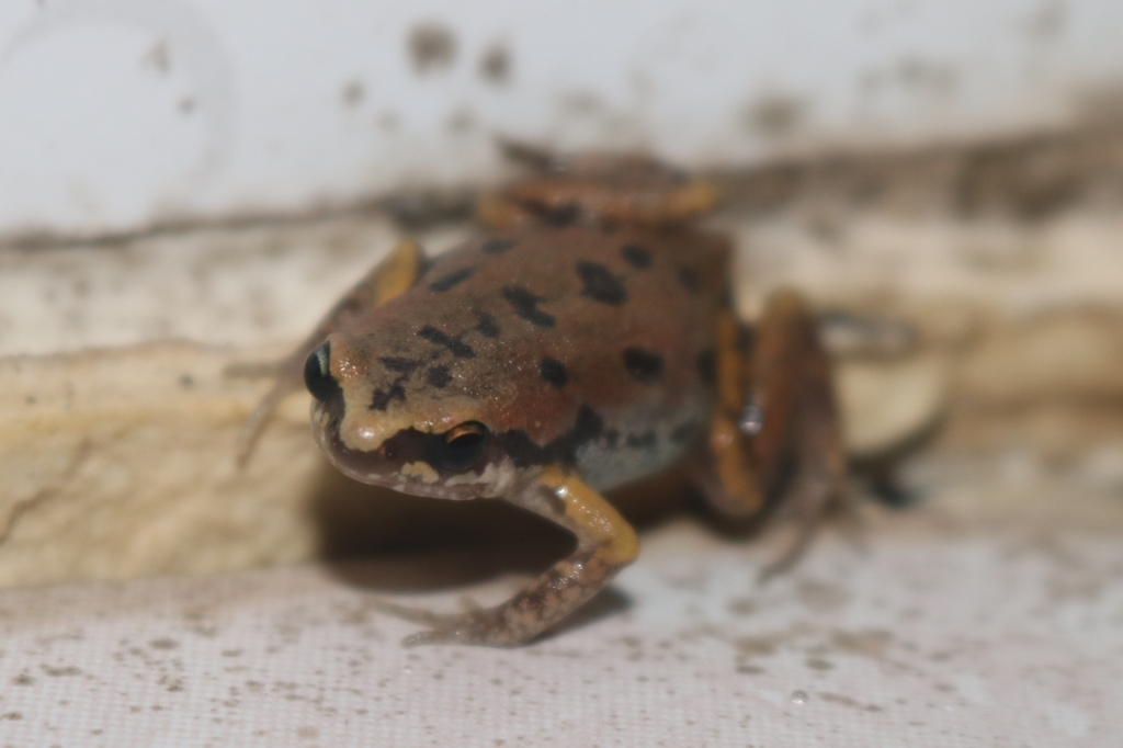 Deli Little Pygmy Frog in April 2023 by Siwachai Booncheun · iNaturalist
