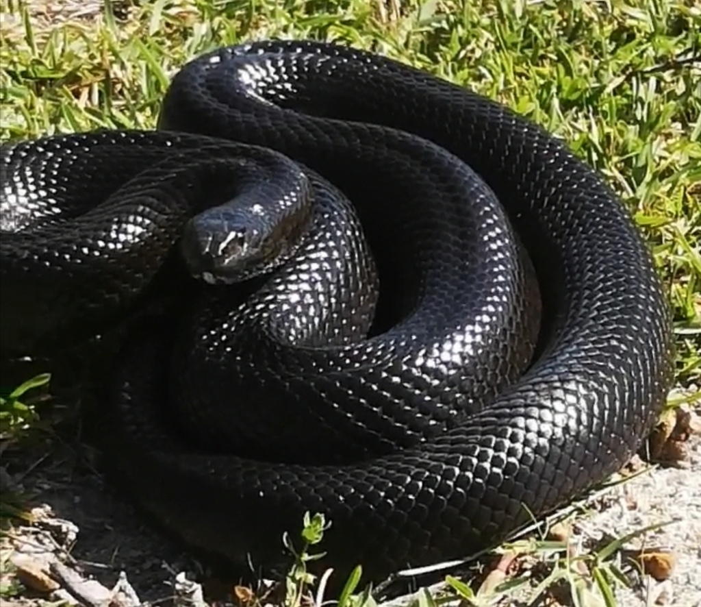 Mole Snake from Stanford on March 28, 2023 by Tabby Robertshaw ...