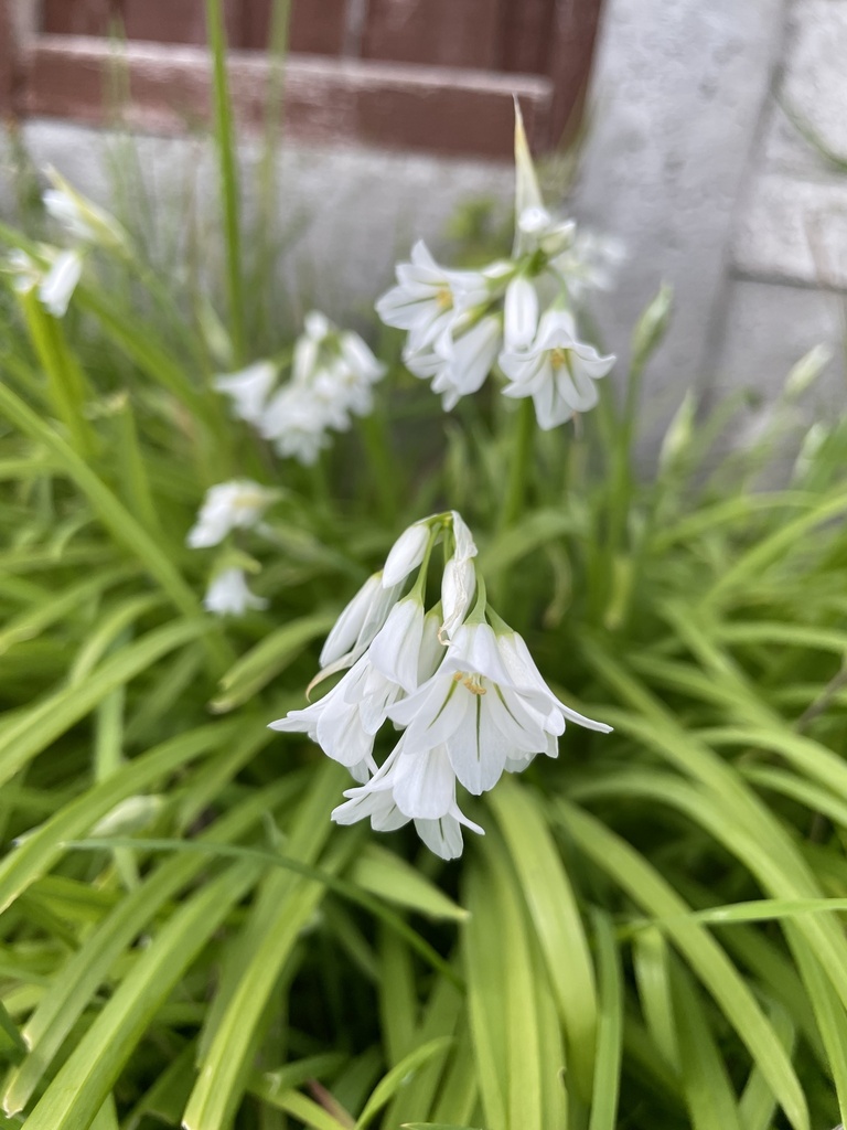 Three-cornered garlic from Woodcock Hill, Harrow, England, GB on 29 ...