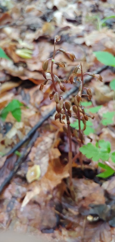 Spring Coralroot in April 2023 by Christopher Winton · iNaturalist