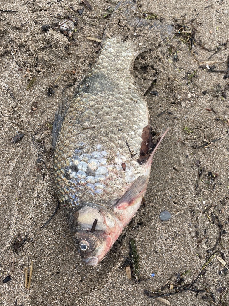 Goldfish from Iler Beach Rd, Essex, ON, CA on April 29, 2023 at 01:59 ...