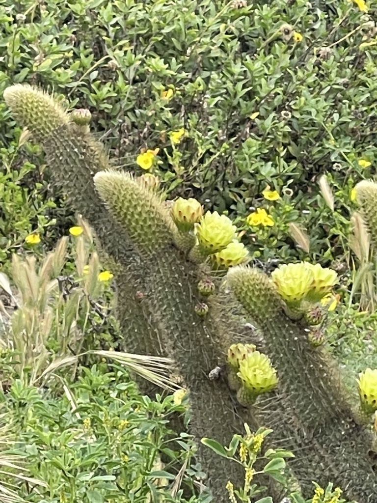 Golden-spined Cereus in April 2023 by timdowns · iNaturalist