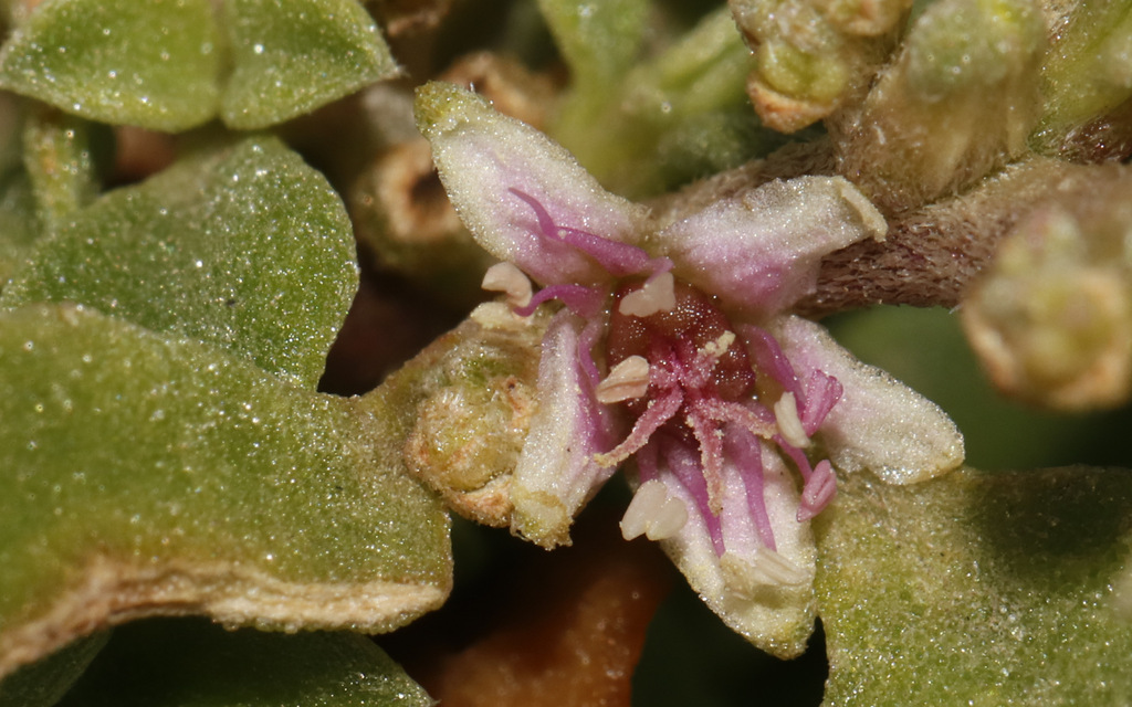Coastal Galenia from Brackenfell South, Cape Town, 7560, South Africa ...