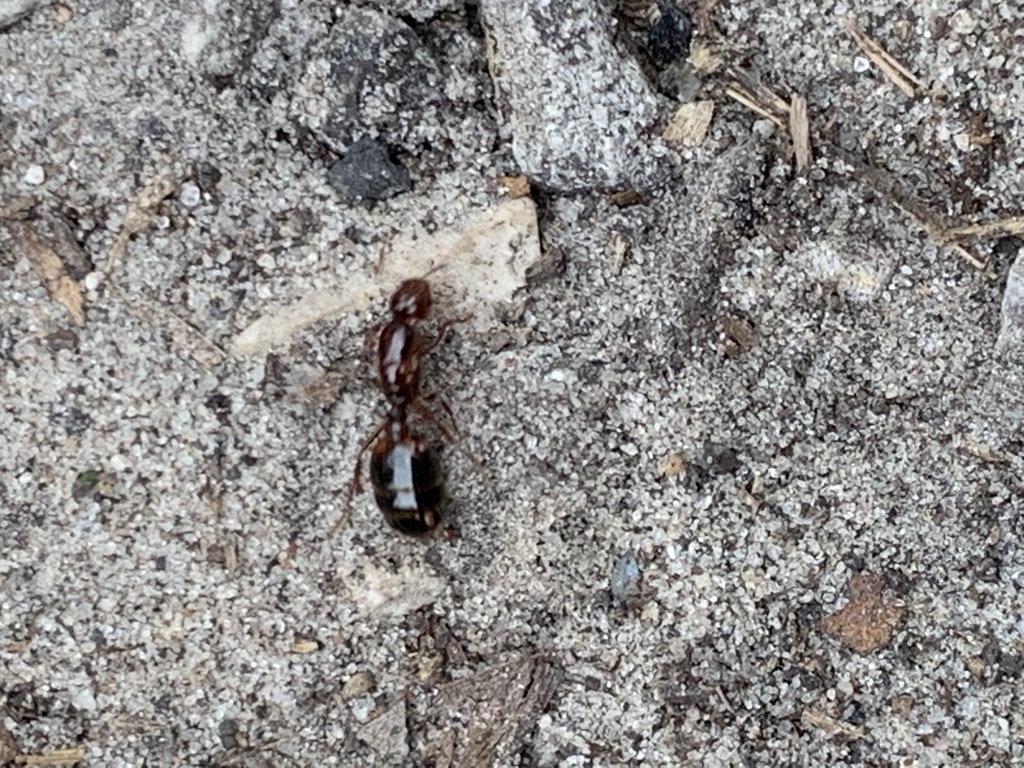 Red Imported Fire Ant from CR-570, Brooksville, FL, US on April 29 ...
