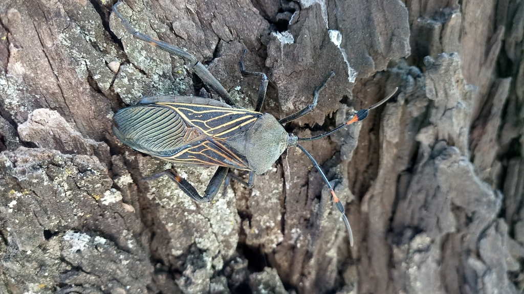 Pachylis gigas from Bangladesh 105, Cañon de la India, 37207 León, Gto ...