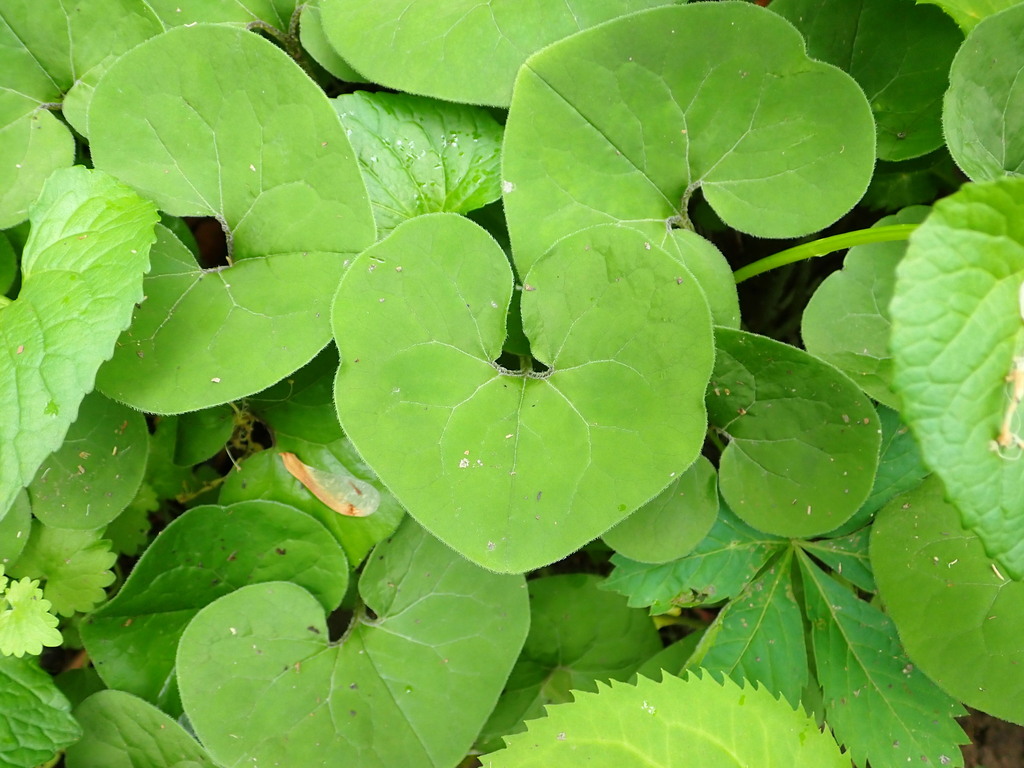 Canadian wild ginger from Montgomery County, MD, USA on April 29, 2023 ...