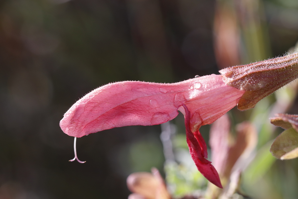 Lanceleaf Sage from Brackenfell South, Cape Town, 7560, South Africa on ...
