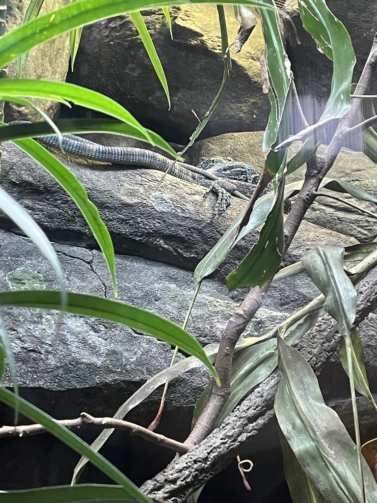 Blue-spotted Tree Monitor in April 2023 by bronxzooedu · iNaturalist