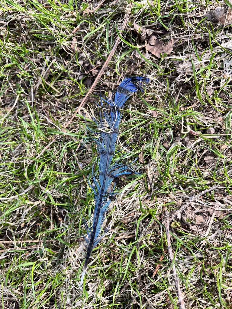Blue Jay from Springhill Rd, Fredericton, NB, CA on April 29, 2023 at ...