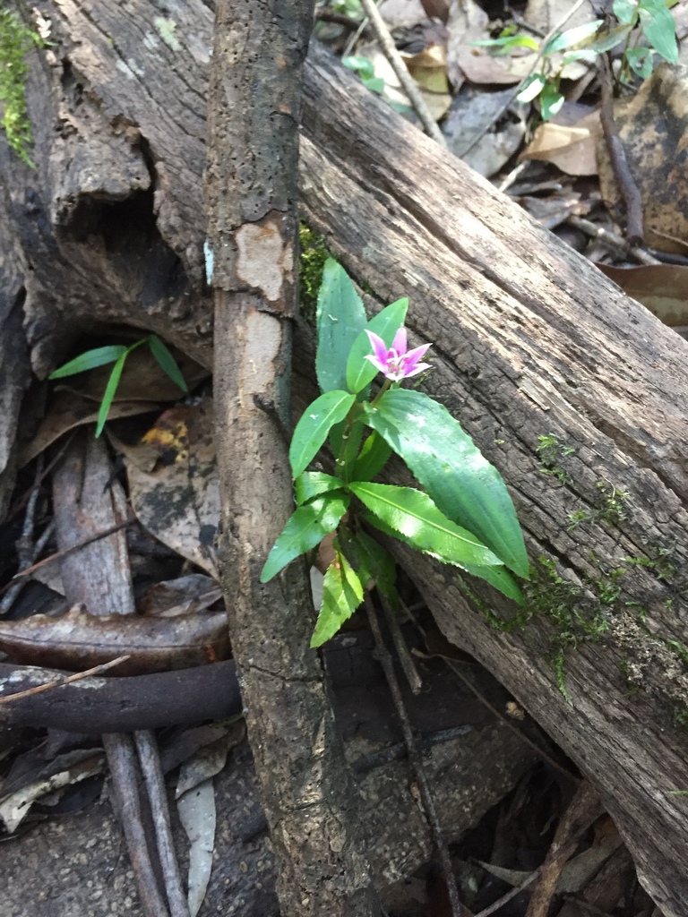 lilac lily from Batten Reserve, Lane Cove North, NSW, AU on October 27 ...