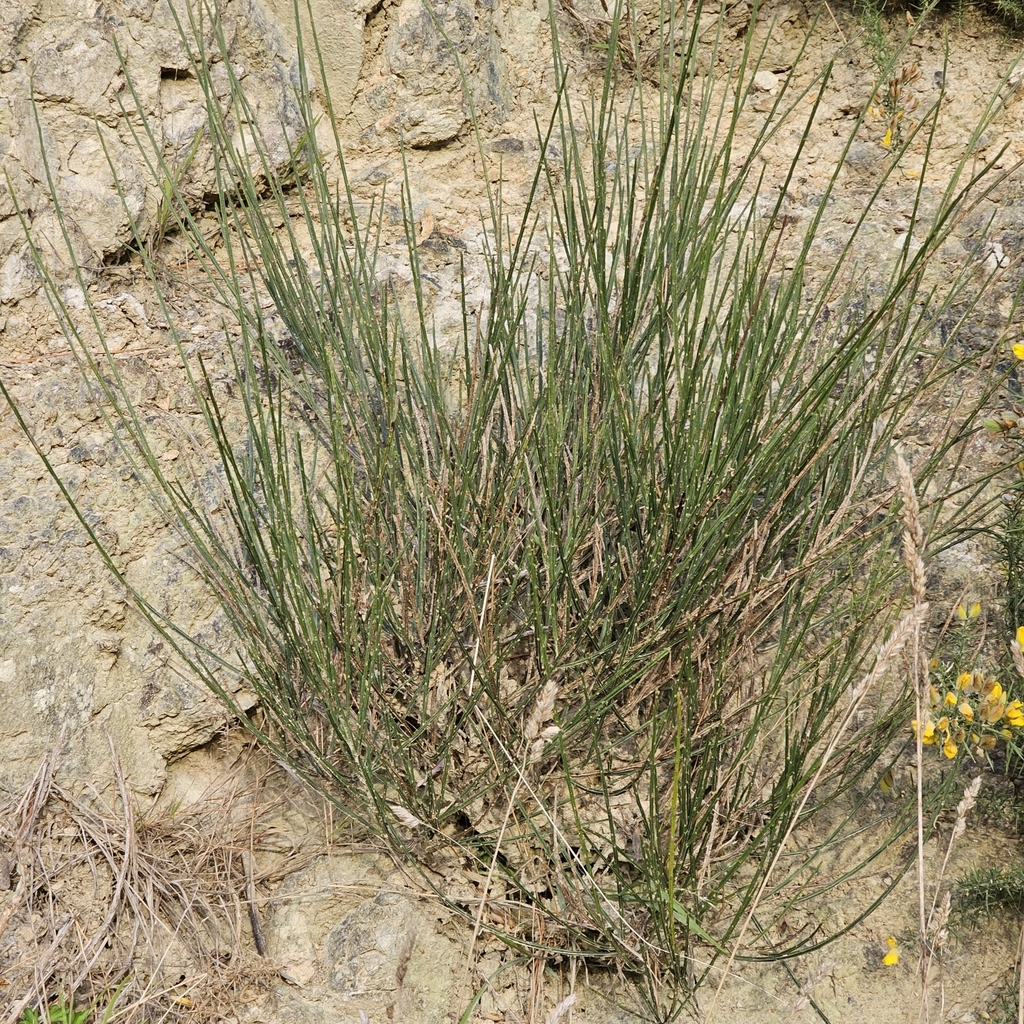 Scotch Broom from Newtown, Wellington, New Zealand on April 29, 2023 at ...