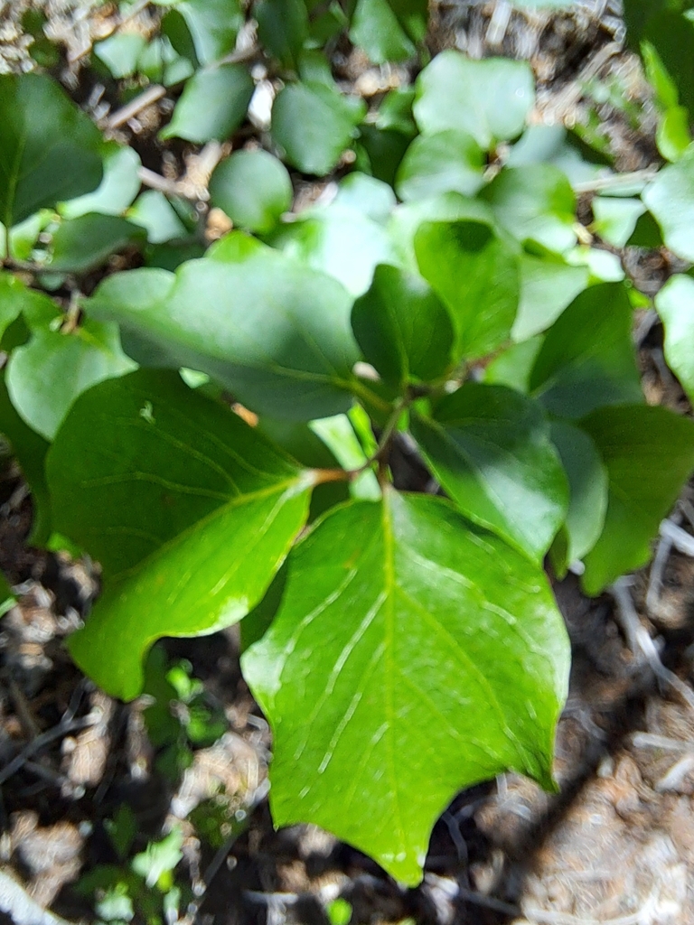Sycamore-leaf Snowbell from Glen Rose, TX 76043, USA on April 29, 2023 ...