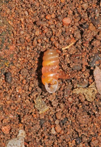 Gulella diabensis · NaturaLista Colombia