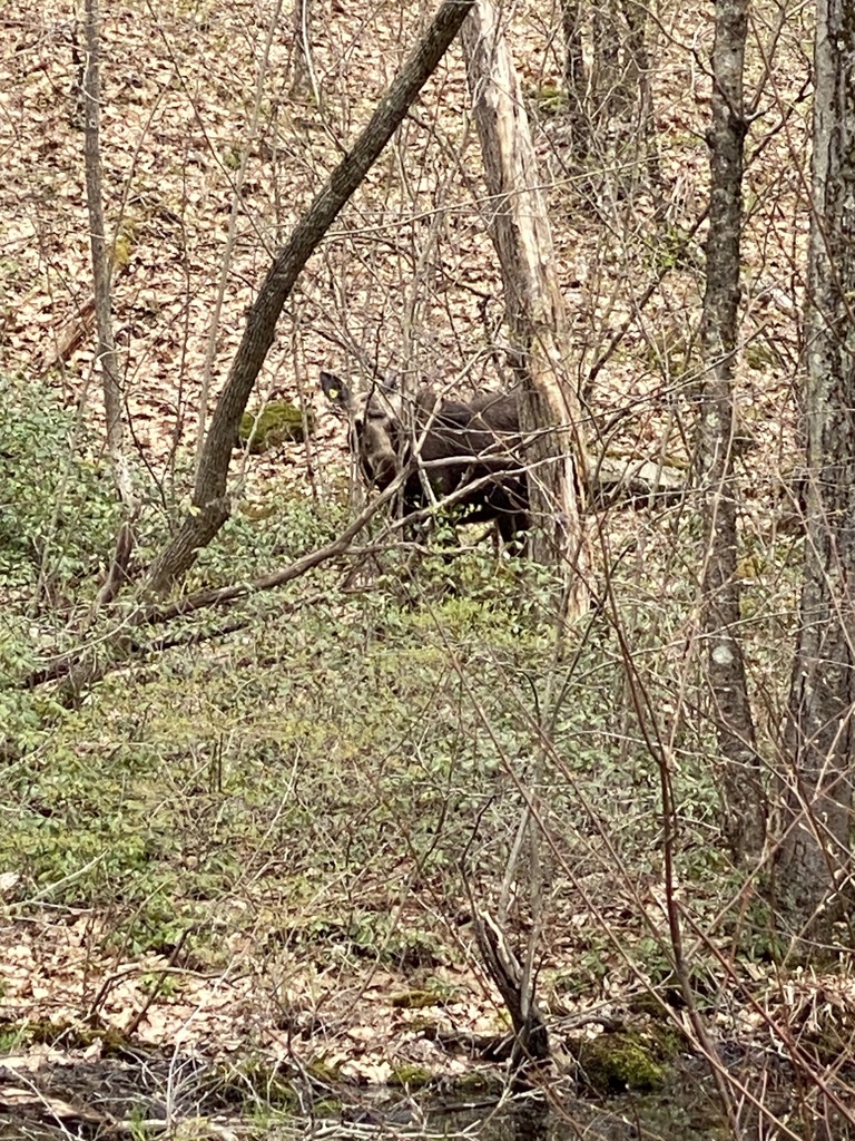 Moose in April 2023 by Cyn P. · iNaturalist