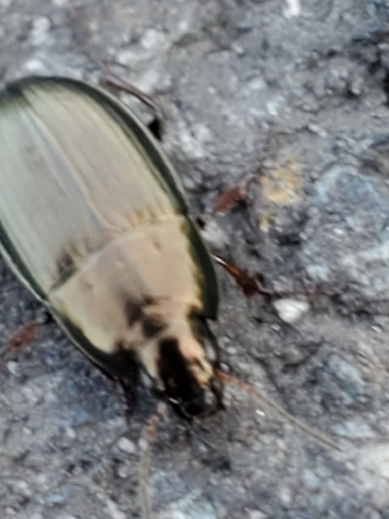 Common Sun Beetle from Selby-On-The-Bay, MD, USA on April 29, 2023 at ...