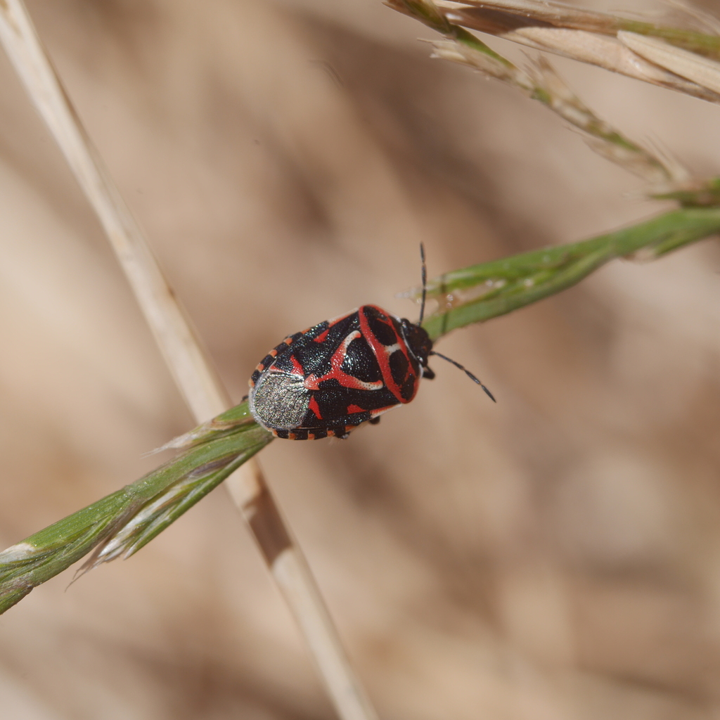 red cabbage bug from Las Palmas, España on April 29, 2023 at 03:34 PM ...