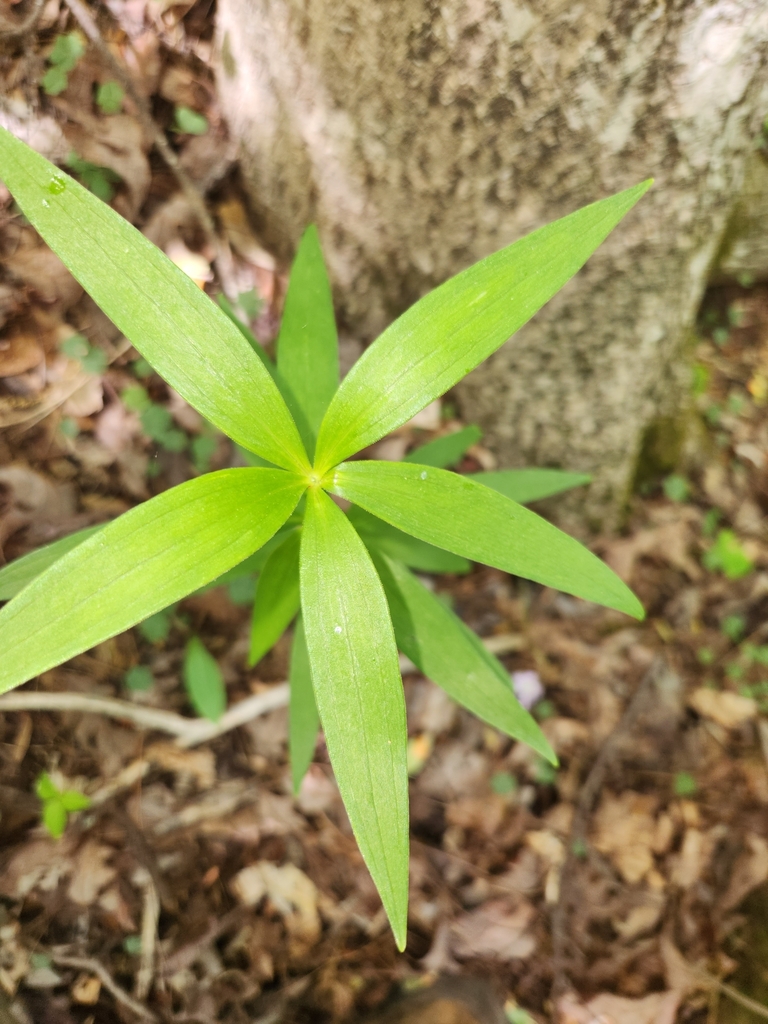 Turk's-cap lily from Pickens, SC 29671, USA on April 23, 2023 at 03:24 ...
