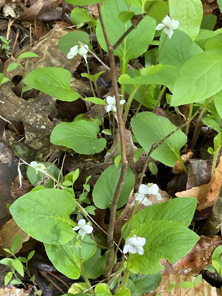 primrose-leaved violet from Lothian, MD, US on April 29, 2023 at 03:25 ...