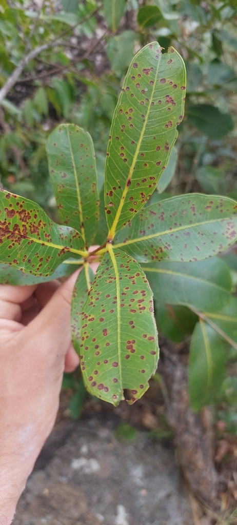 mangava-brava from Parque Estadual dos Pireneus - Fazenda Abade - Morro ...