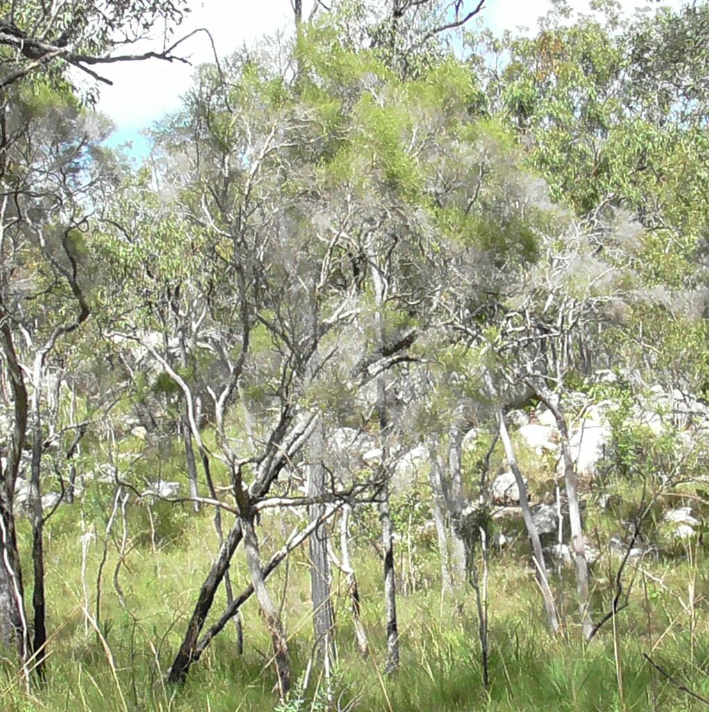 Melaleuca Minutifolia From Watsonville Qld 4887 Australia On April 28